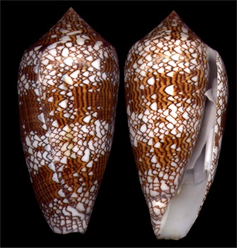 Conus textile from Tuamotu
